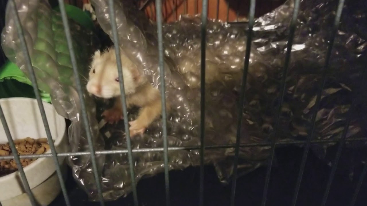 Ferrets playing with bubble wrap 😂😍!!! - YouTube