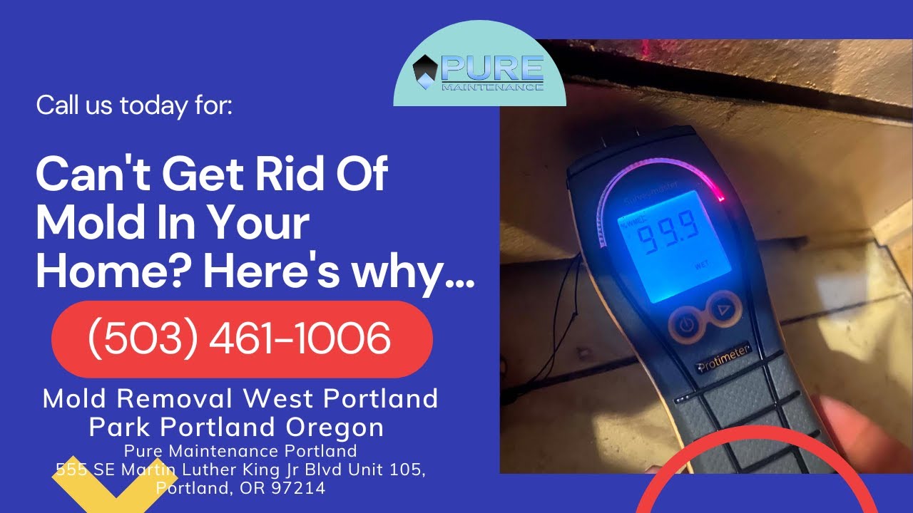 Mold Removal West Portland Park Portland Oregon - Pure Maintenance ...