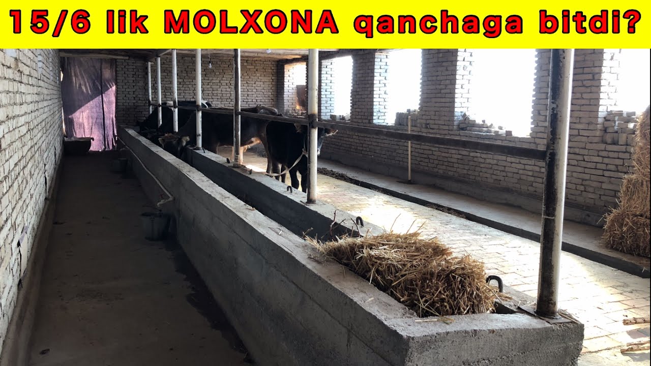 MOLXONA QURMOQCHIMISIZ? Ixcham va qulay MOLXONA🐄 - YouTube