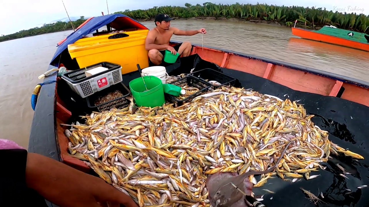 Ikan Bulu Di Lundu Sarawak - YouTube