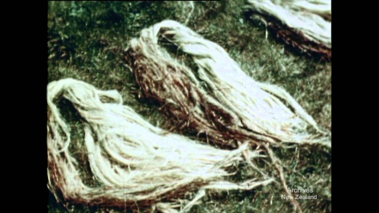 New Zealand Flax (1950) - YouTube