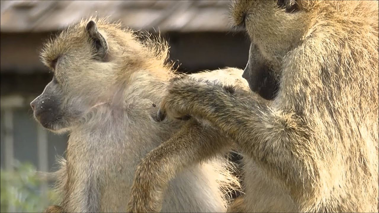 Singes se cherchant des poux - YouTube