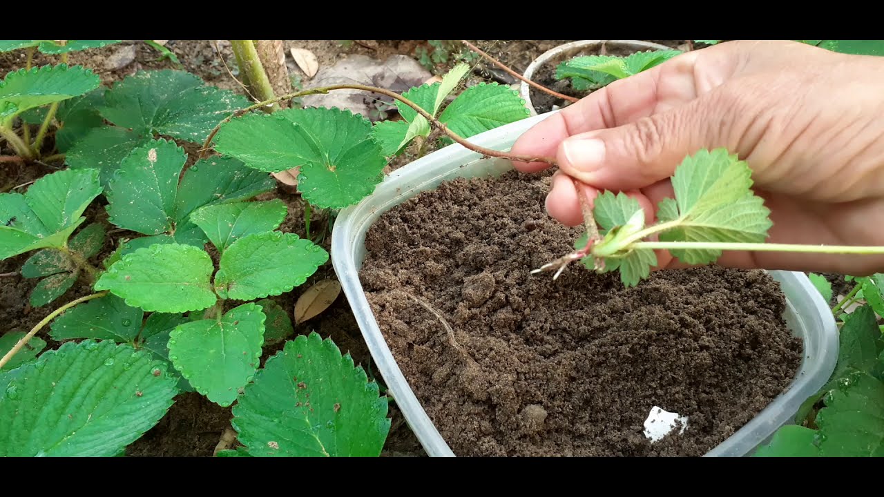 Como fazer mudas de morango - YouTube