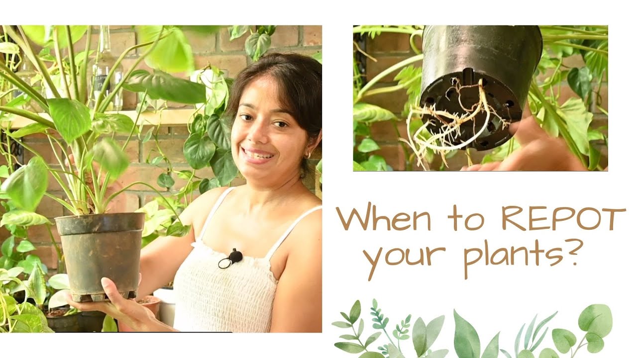 When to REPOT your indoor plants? 7 Signs you should not MISS!! - YouTube