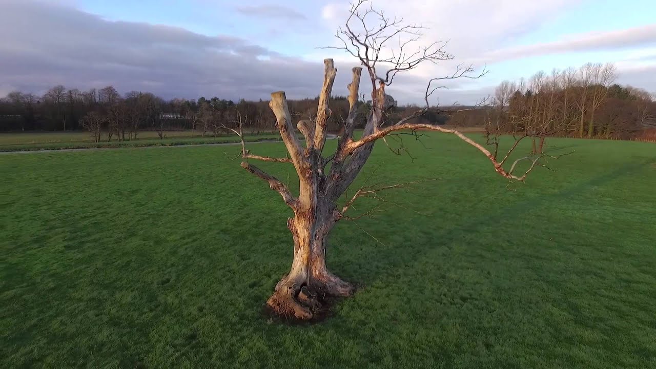 tree of woe - YouTube