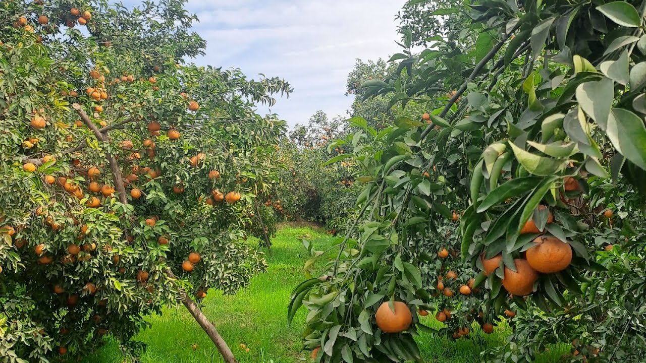 kinnu k baagh ka visit || visit to orange orchard... @NatureNNest - YouTube