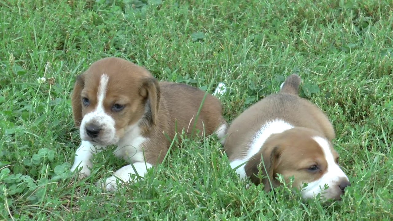 UKC Beagle Puppies For Sale YouTube ukc-beagle-puppies-for-sale-youtube