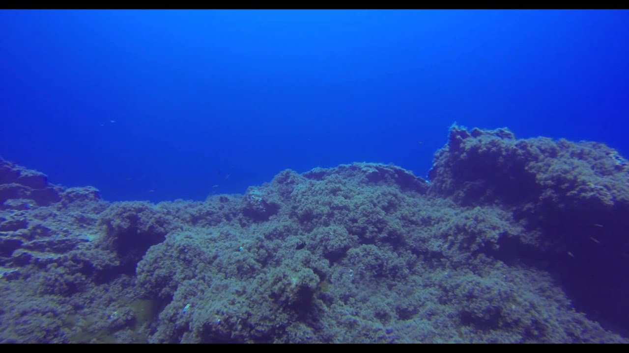 Ilheus dos Formigas - Azores - June30 Transect from 131' to Surface ...