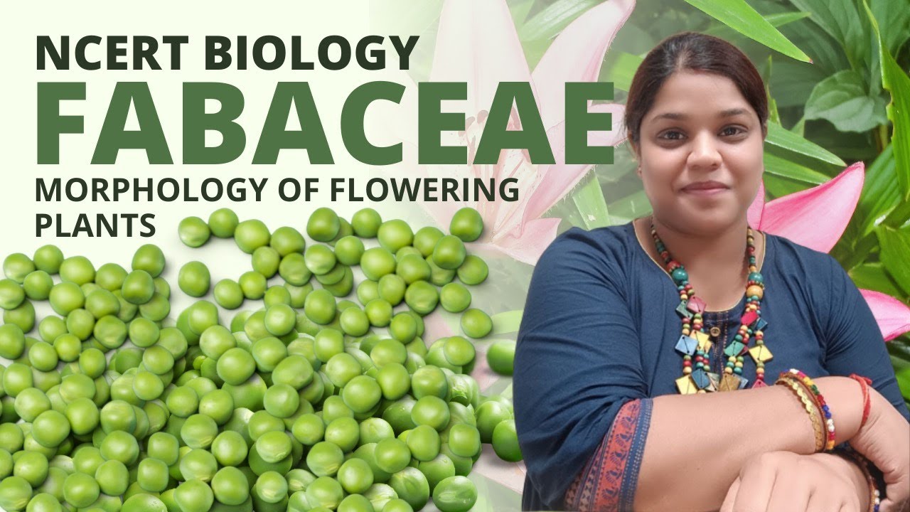 Exploring Fabaceae Family: General Characteristics | Class 11 Biology ...