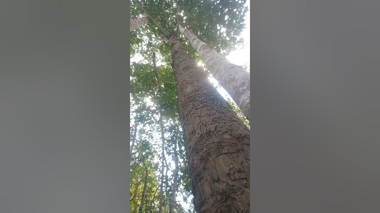 September 30, 2024This tree is called Deum Yeang #shortvideos - YouTube