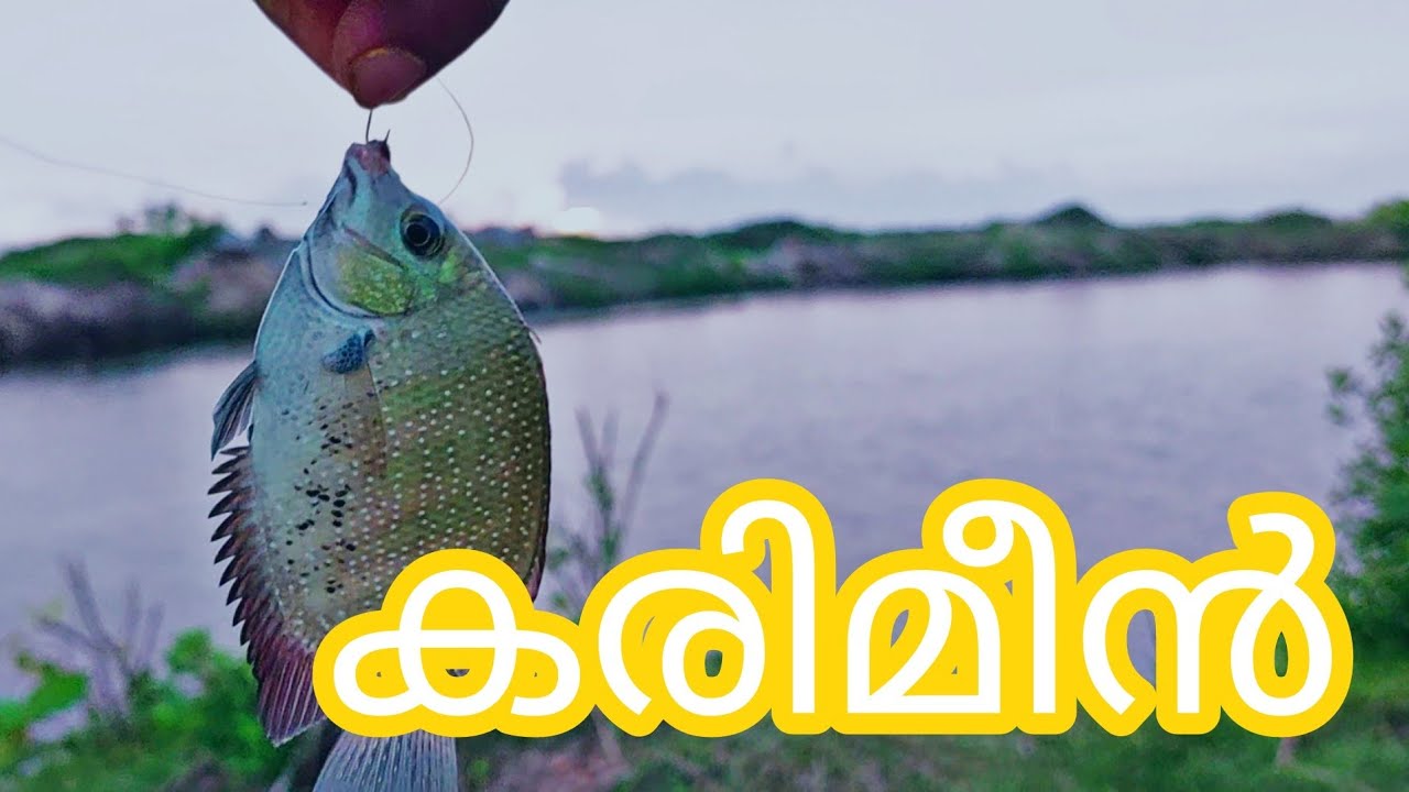 കരിമീൻ fishing vlog ! karimeen ! nadan chooda #fishing#vlog #nadan # ...
