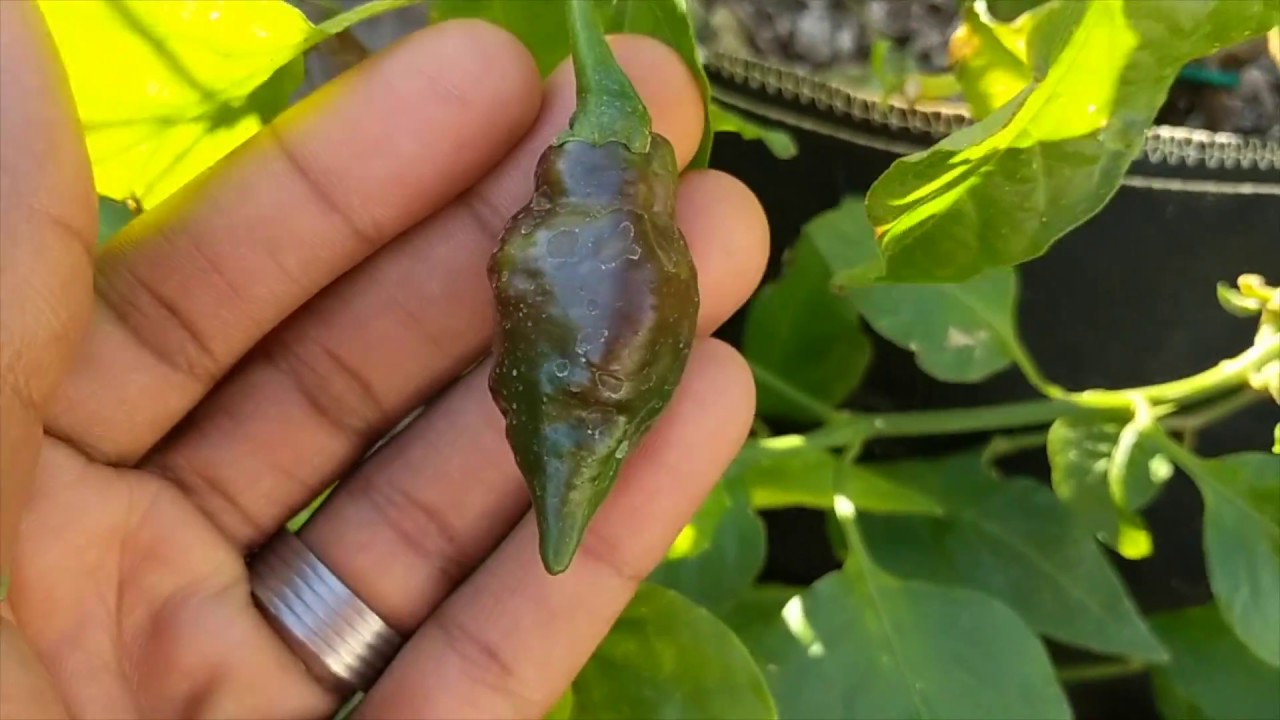 2018 Hot Pepper growing season in Phoenix Arizona - Part 8.5 - YouTube