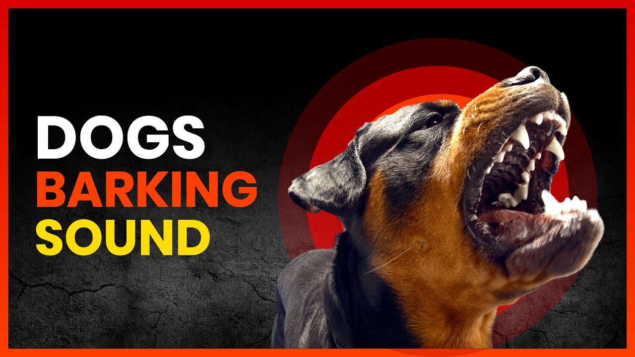 Dogs BARKING Compilation (See How Your DOG REACTS 🐶) - YouTube