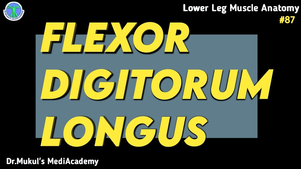 Flexor Digitorum Longus Muscle Explained:Origin,Insertion,Action|87 ...
