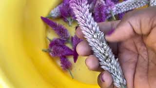 Celosia - The Perfect Time to Harvest Flowers  For Seed Saving | Seed Saving Gardening Tips