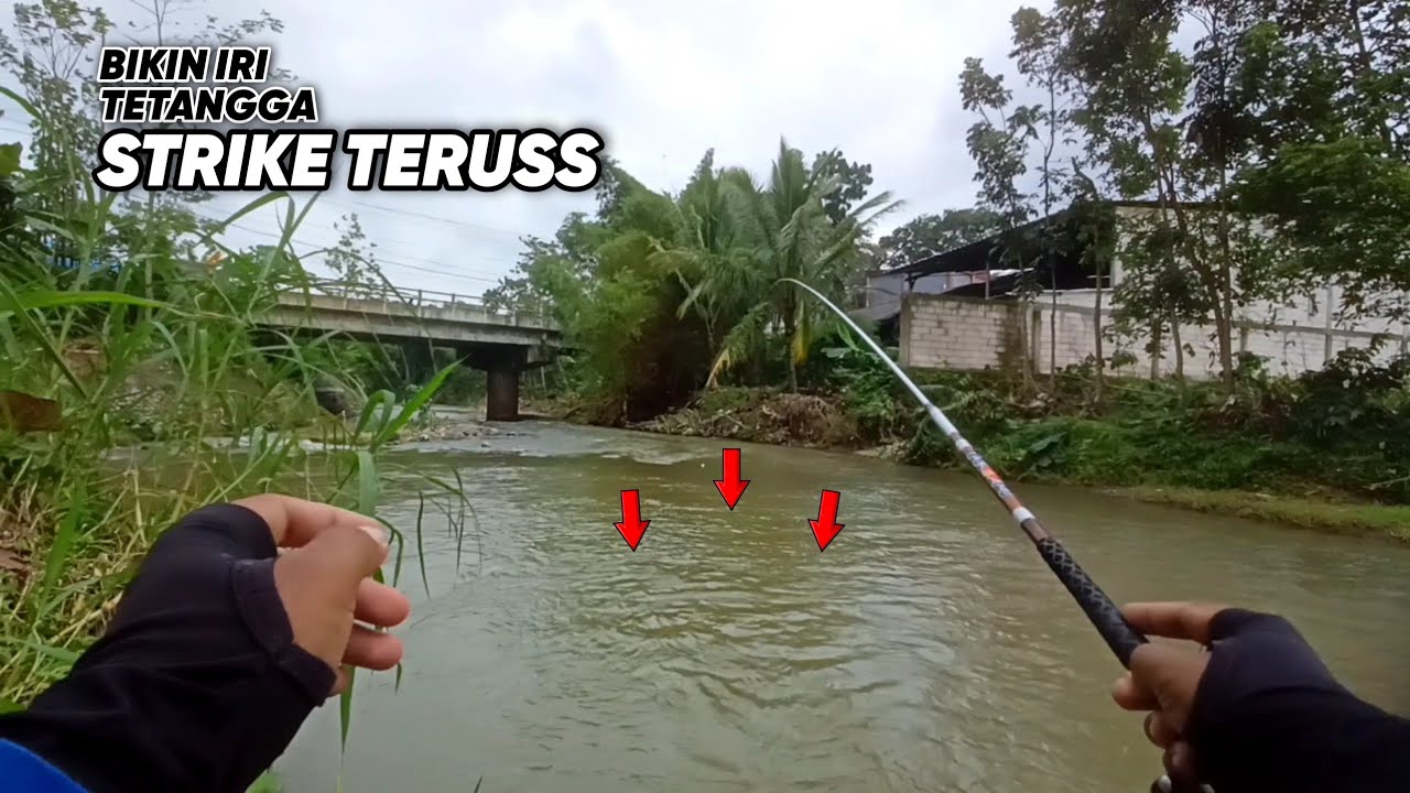 DI pepet Terus Si Kepek Sampai tetangga Bingung ‼️‼️ - YouTube