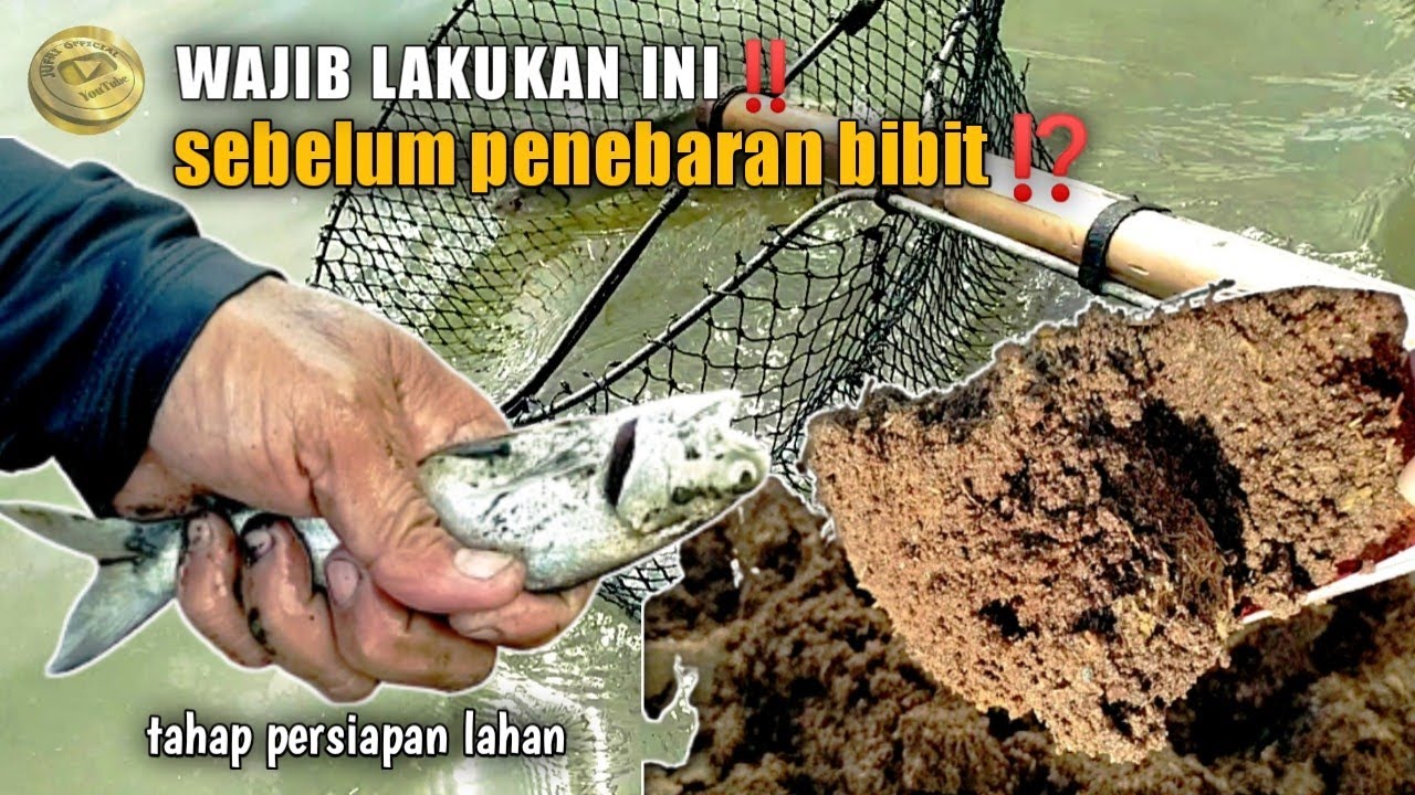 AMPUH MEMBASMI SEMUA HAMA IKAN PREDATOR SEBELUM PENEBARAN BIBIT IKAN ...