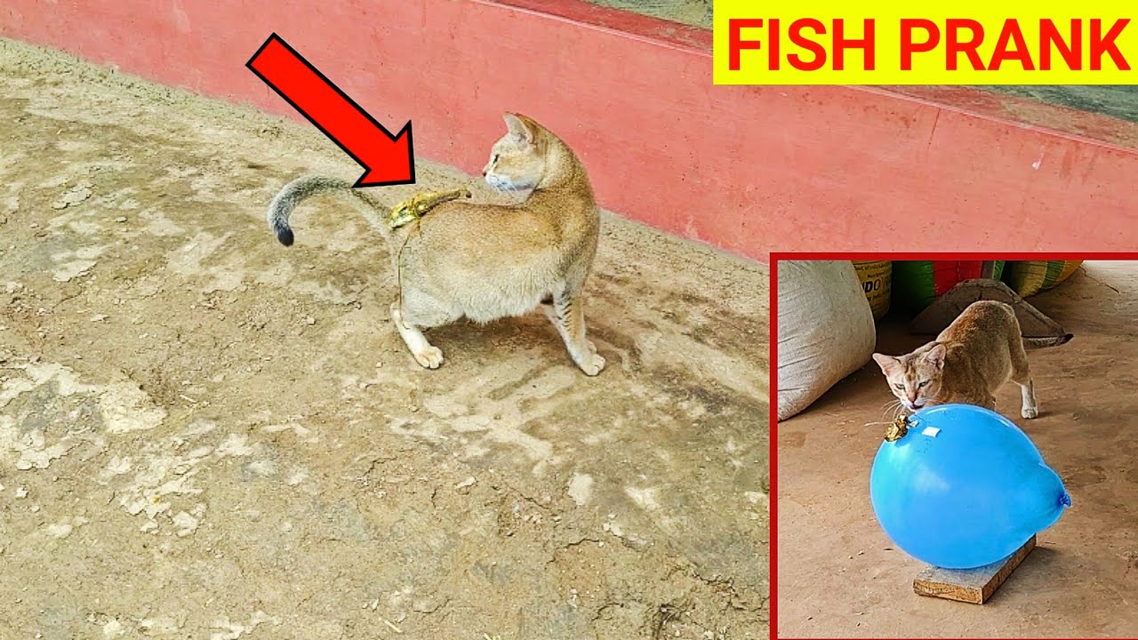 Fish prank on cat. #prank #catprank #comedy - YouTube