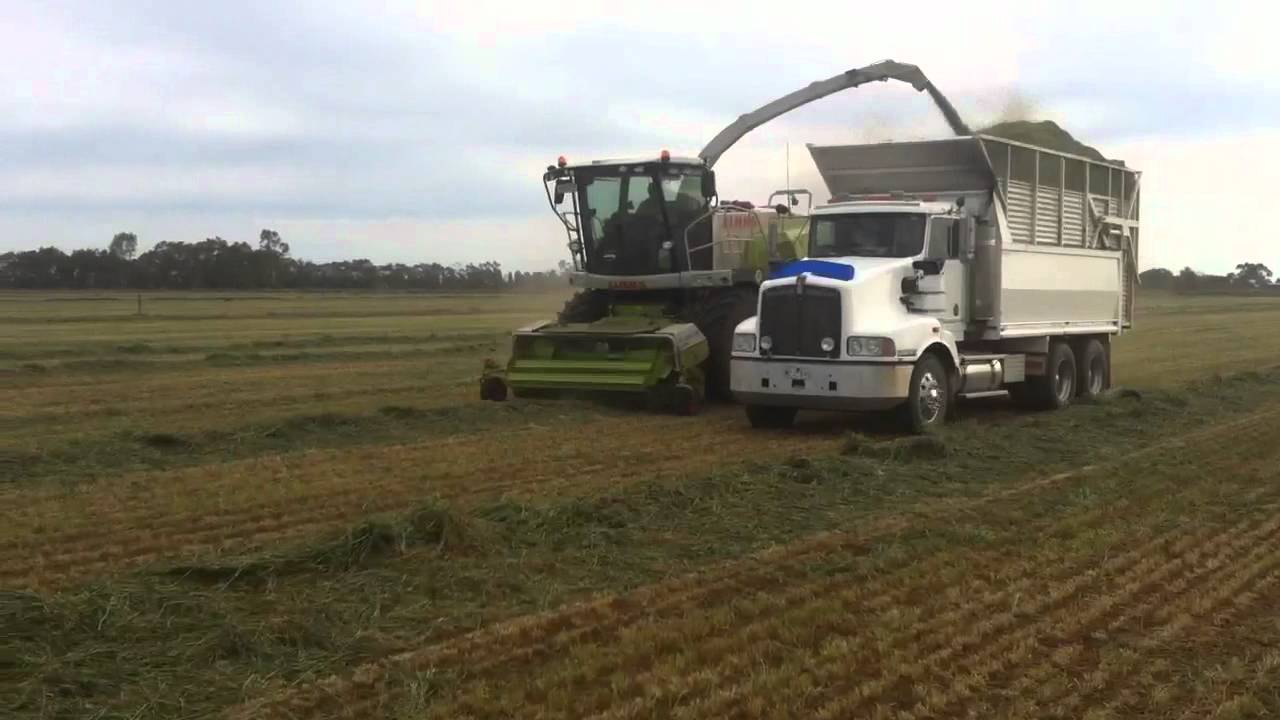 Fine chop cereal silage in Australia - YouTube