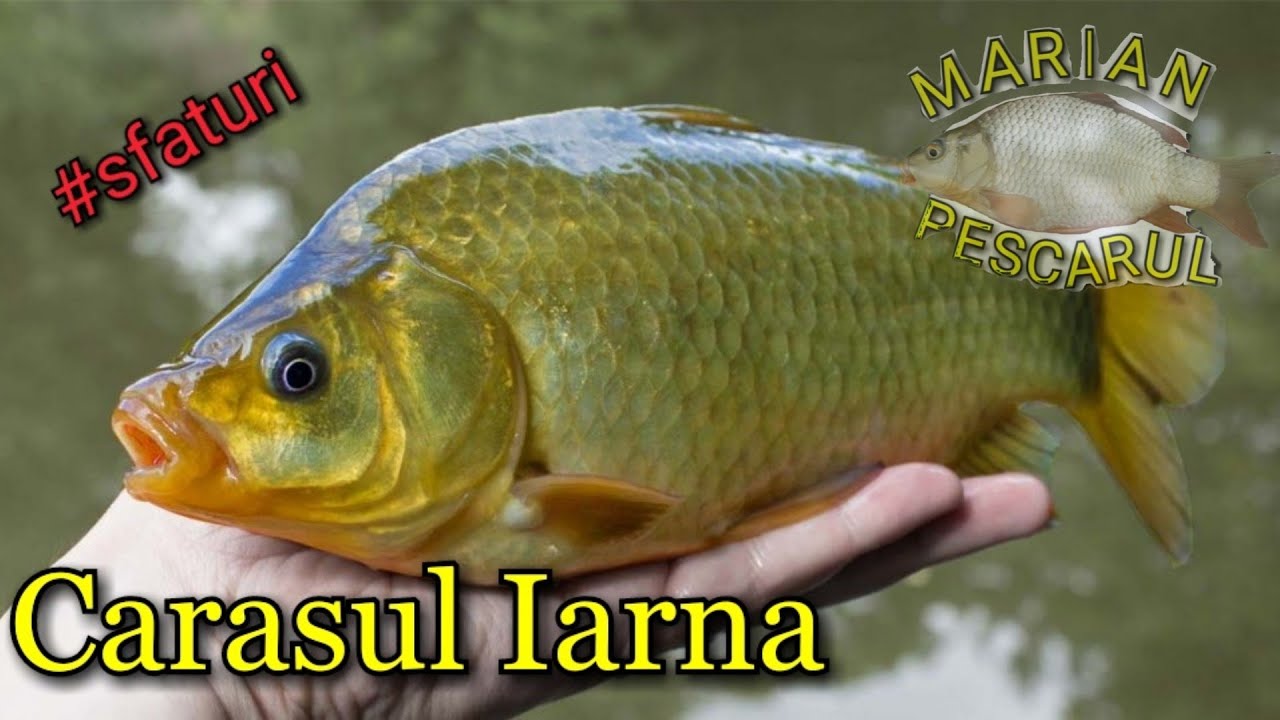 Carasul Iarna | Sfaturi - YouTube