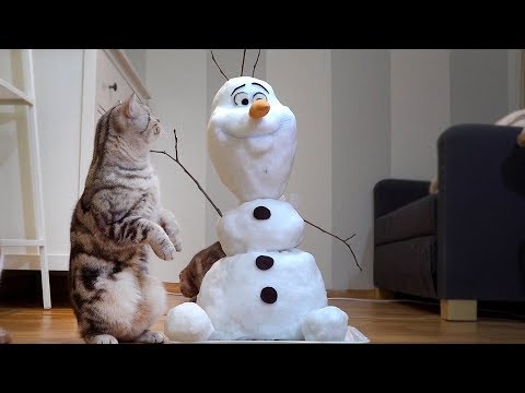 겨울왕국 올라프, 고양이집에 놀러오다! Olaf and cats finally meet  [SURI&NOEL CAT's STORY]