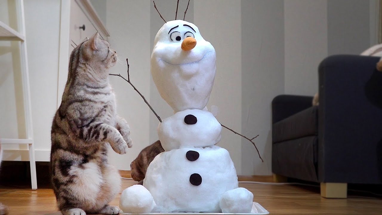 겨울왕국 올라프, 고양이집에 놀러오다! Olaf and cats finally meet [SURI&NOEL CAT's STORY ...