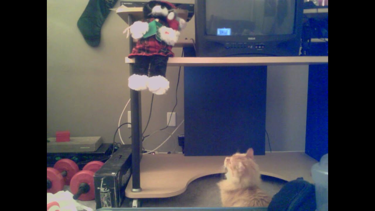 One Animatronic Cat, Two Real Cats - YouTube