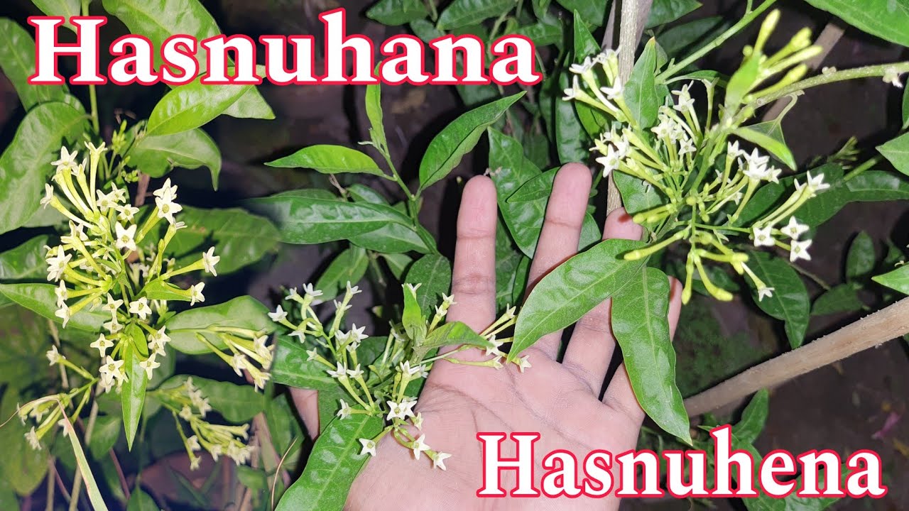 Hasnuhana | Night Blooming Jasmine | Cestrum Nocturnum #hasnuhana # ...