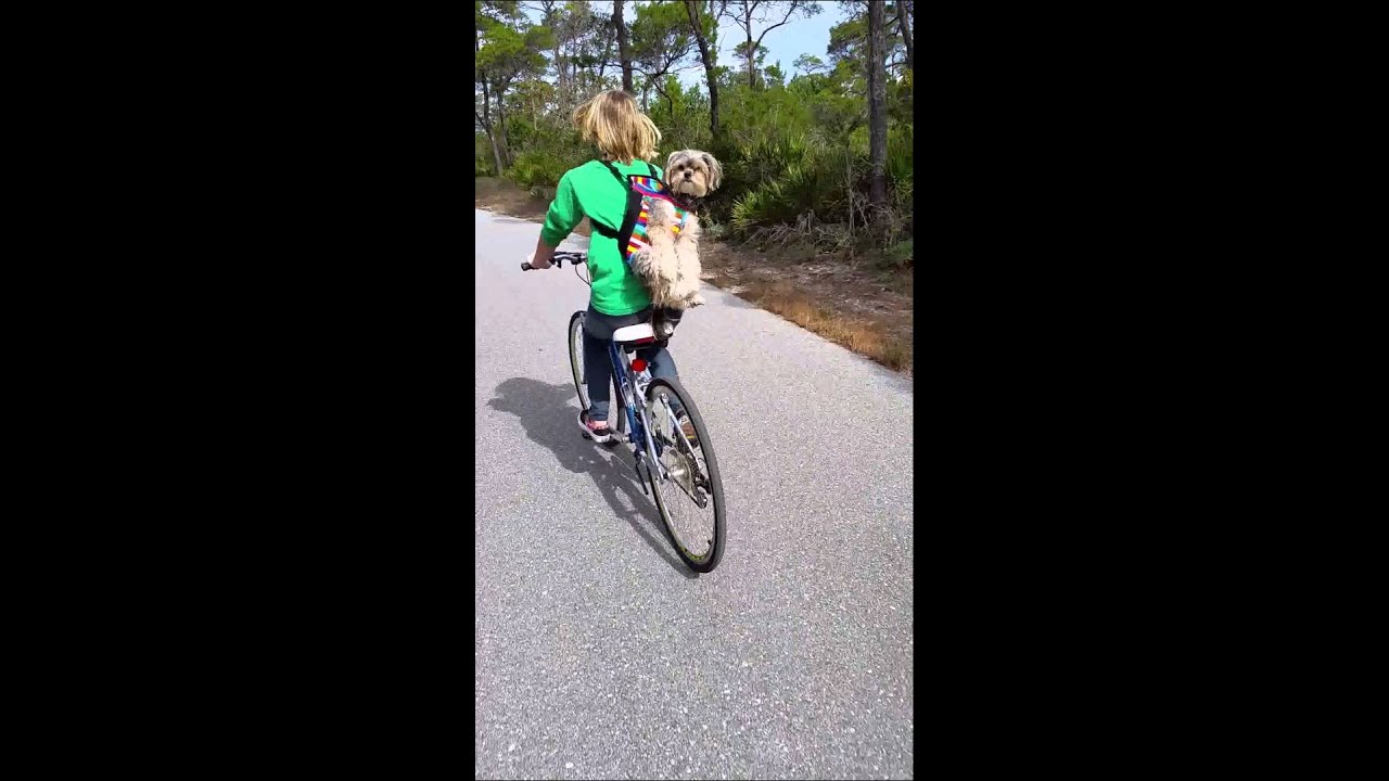 Bike riding dog in a backpack - YouTube
