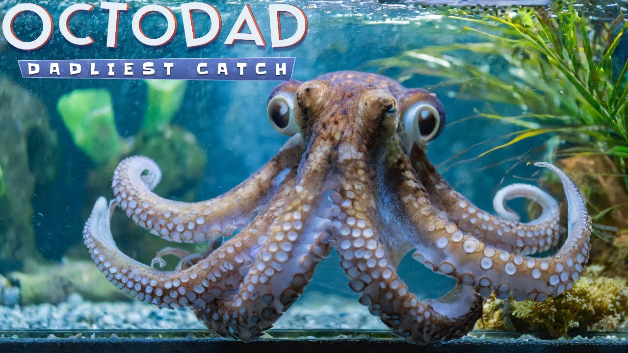 Octodad: Dadliest Catch - WHERE DO I BELONG- Part 3 - YouTube