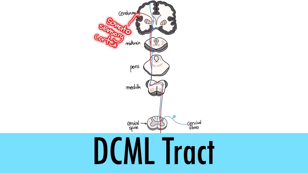 Neurological Pathways 02 - Dorsal Column, Medial Lemniscus (DCML) - YouTube