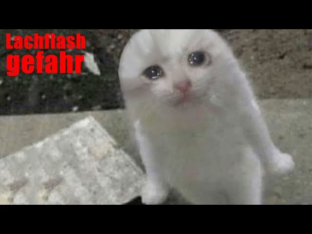 Boze Kat Meme Nee MOET IK ER NOG EEN KAT BIJ NEMEN? De Gelukkige