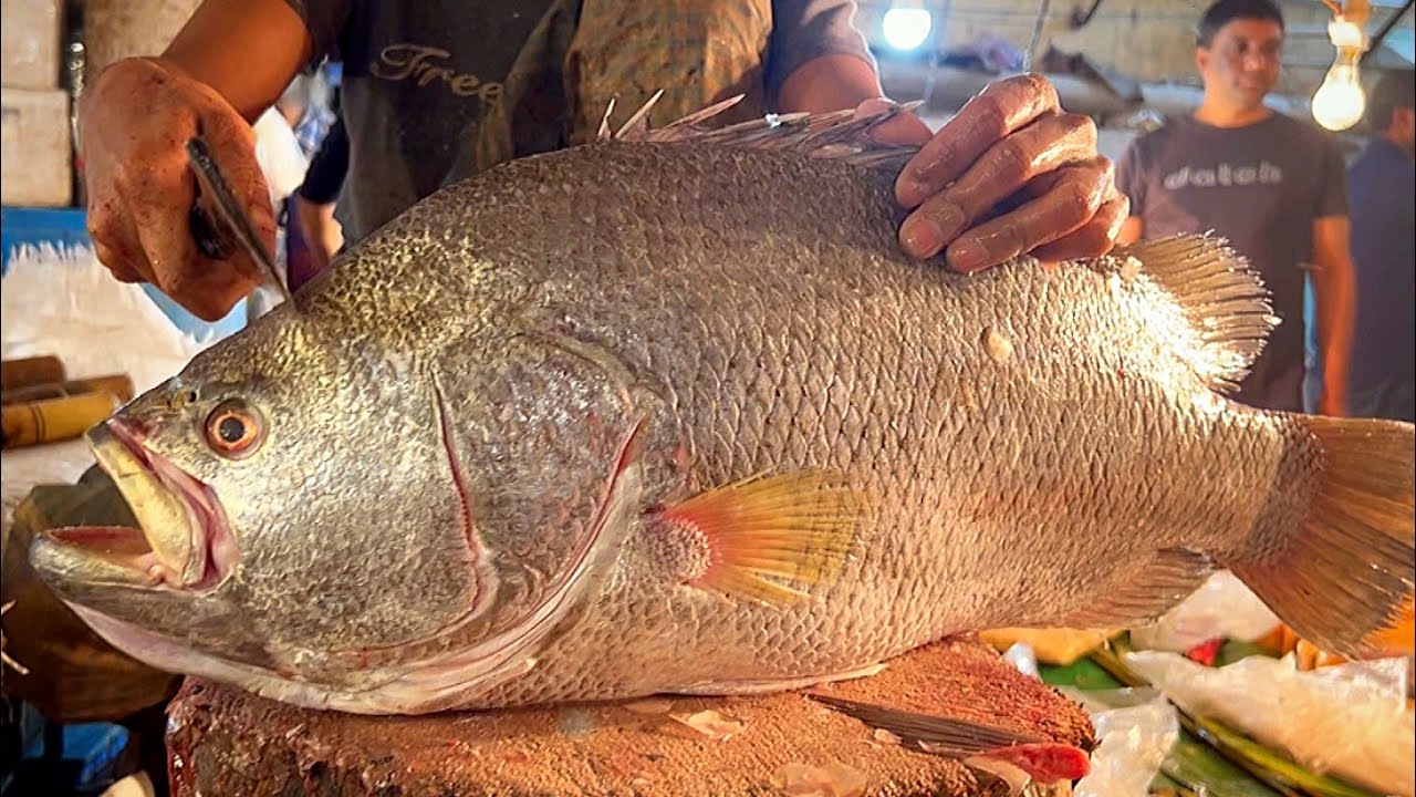 Incredible Giant Tripletail Fish Cutting Live In Fish Market | Amazing ...