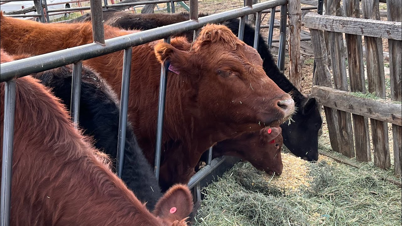 Cold weather check-in and animal tips! - YouTube