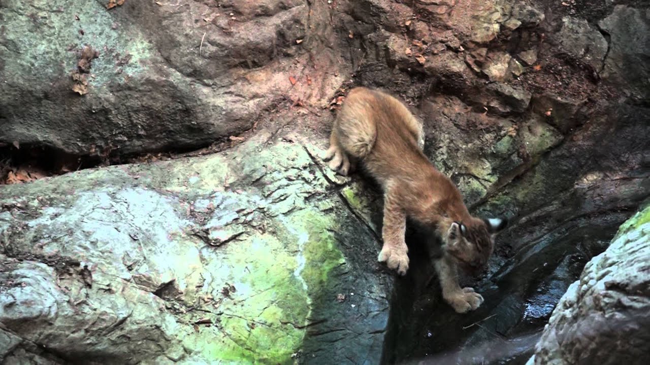 Sony NEX-7: Canadian Lynx Cub at Montreal Biodome - YouTube