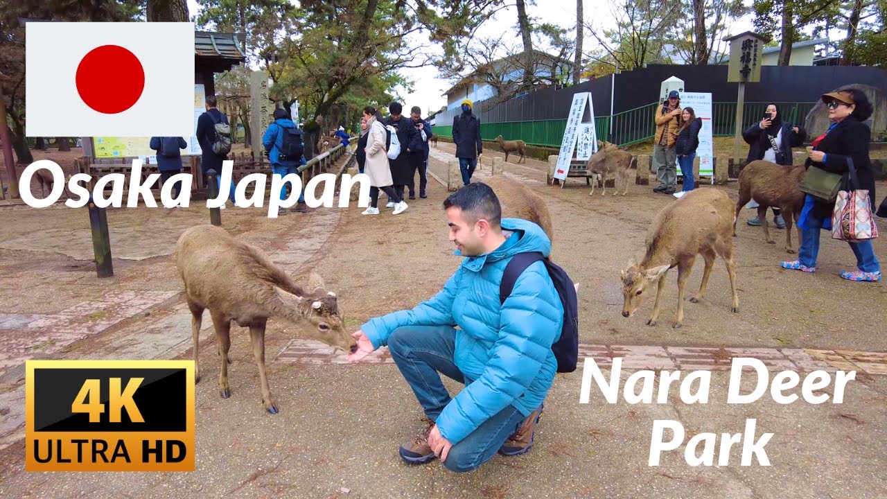 Nara Deer Park Osaka, Japan [4K/60 FPS] - YouTube