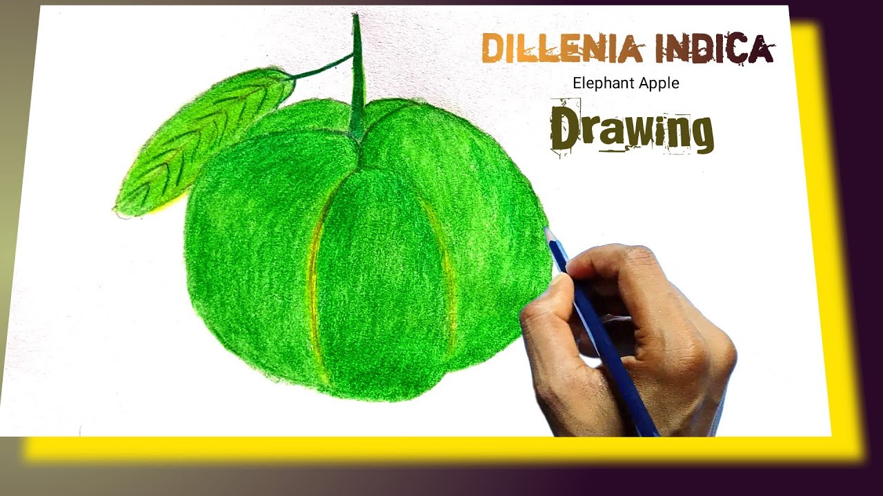 Elephant Apple Very Easy Drawing By Pencil| How To Draw [Dillenia ...