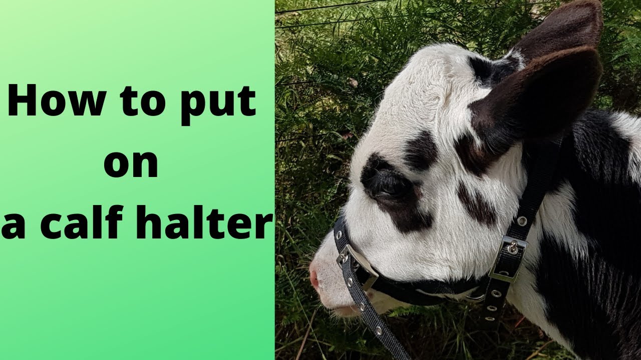 How to put on a calf halter - YouTube