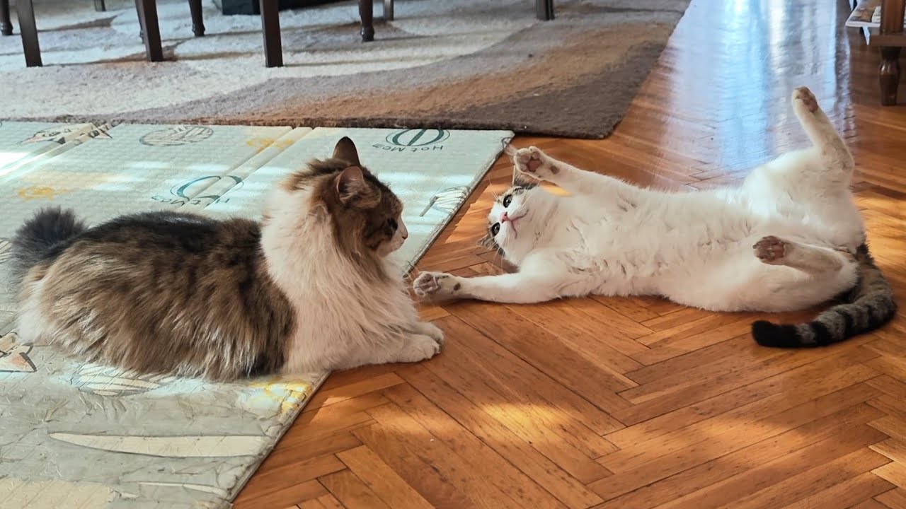 Epic Feline Combat: Cats in Battle Mode! 🐱⚔️ - YouTube