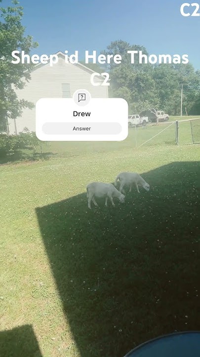 Sheep is here C2 @DrewMcAlisterSchoolBuses @StupendousSuperstarJP2729 ...