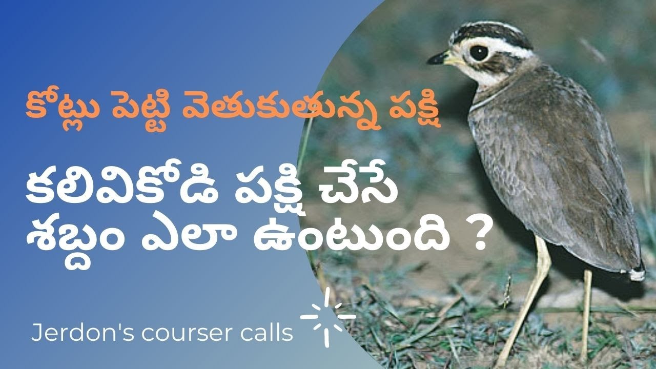 Jerdon's courser calls l కలివికోడి పక్షి కూత l Sri Lankamalleswara ...