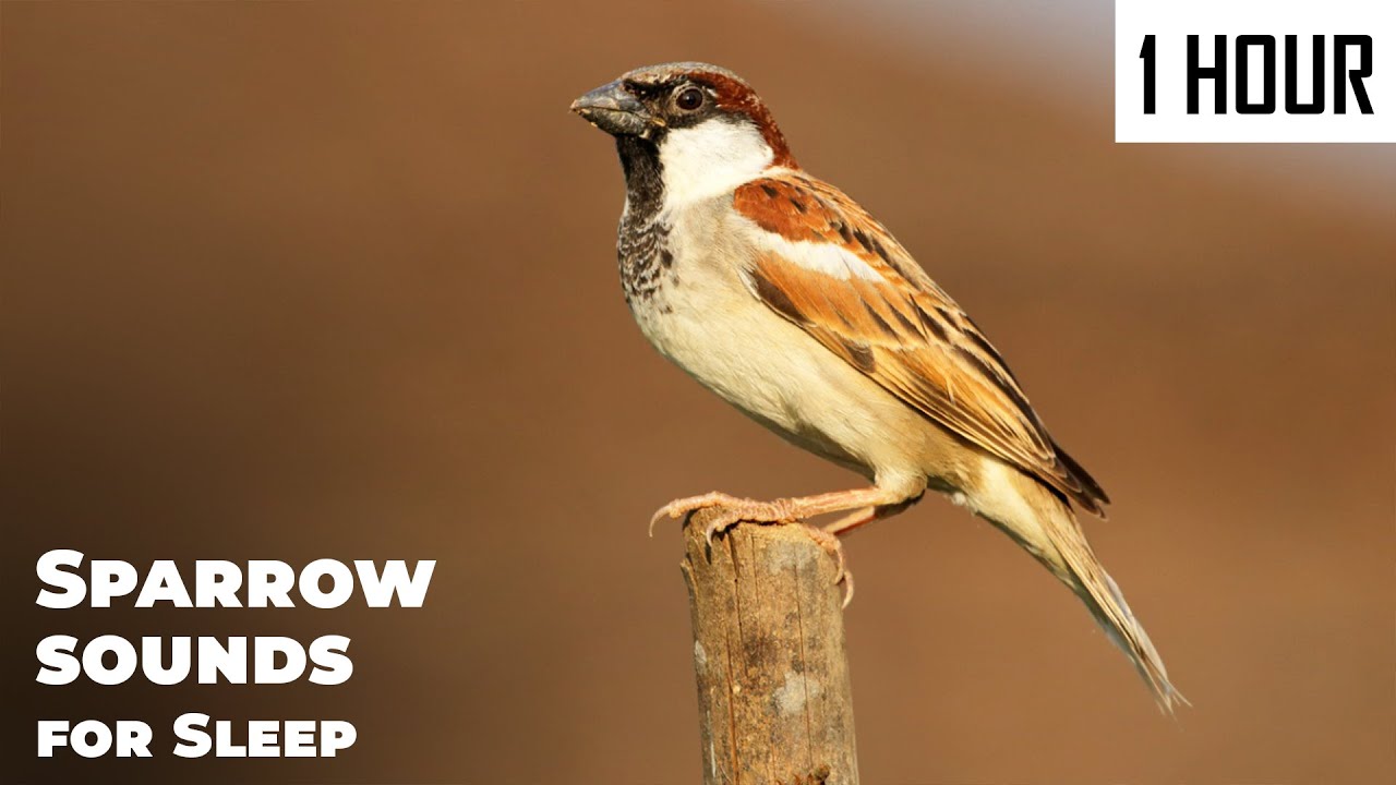 Sleep Like a Baby with These Sparrow Sounds - YouTube