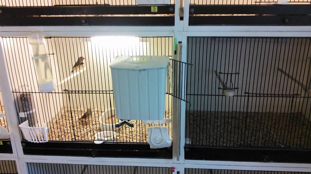 Bird room tour. - YouTube
