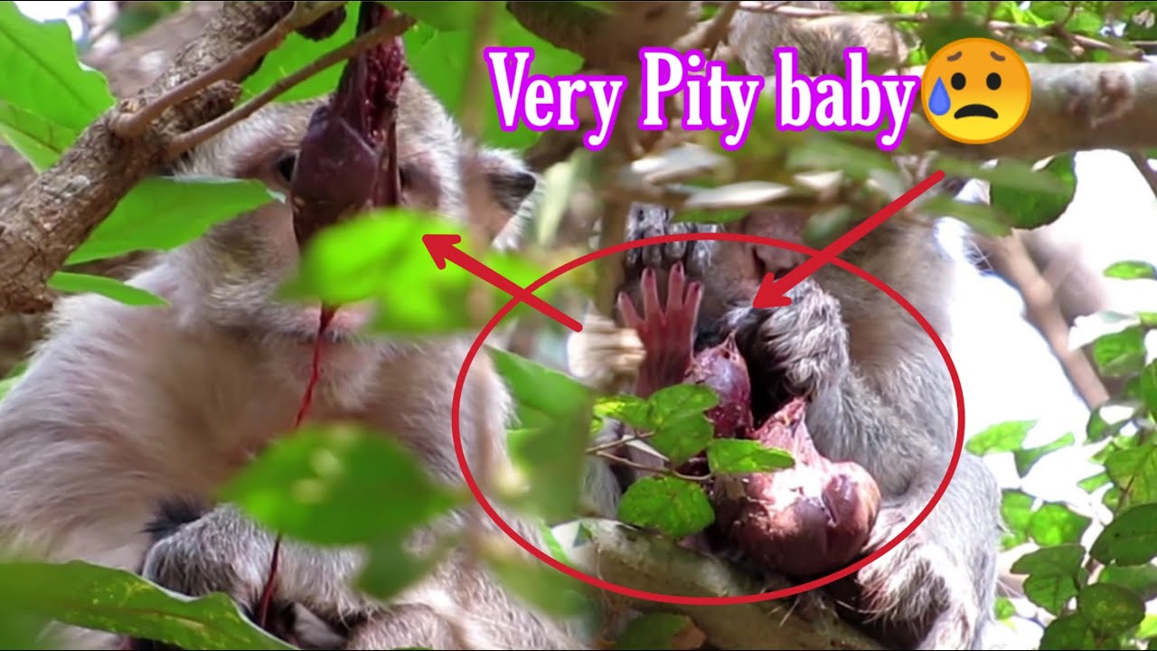 Very Pity Mom and Baby Just Born, Mother Hugs Newborn To Up Tree,The ...