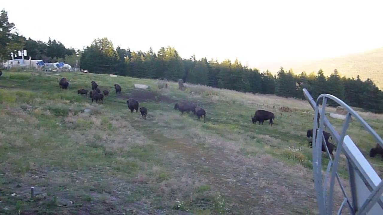 Ranch buffalos à Merritt (Canada) - YouTube