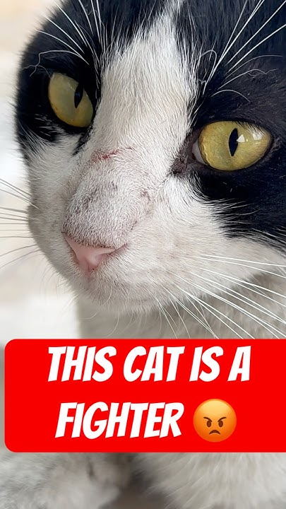 This cat is a fighter. #cats #cat #millionviews #fight #angry #lonely # ...