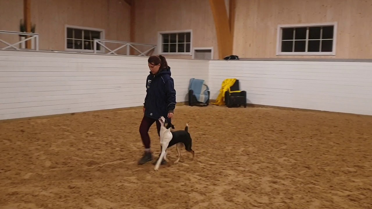 Maze 8 months - obedience foundation - YouTube