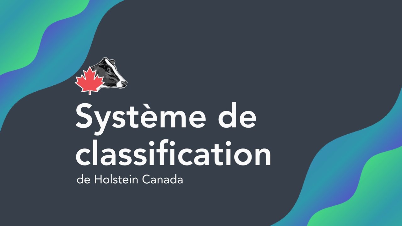 Système de classification de Holstein Canada - YouTube