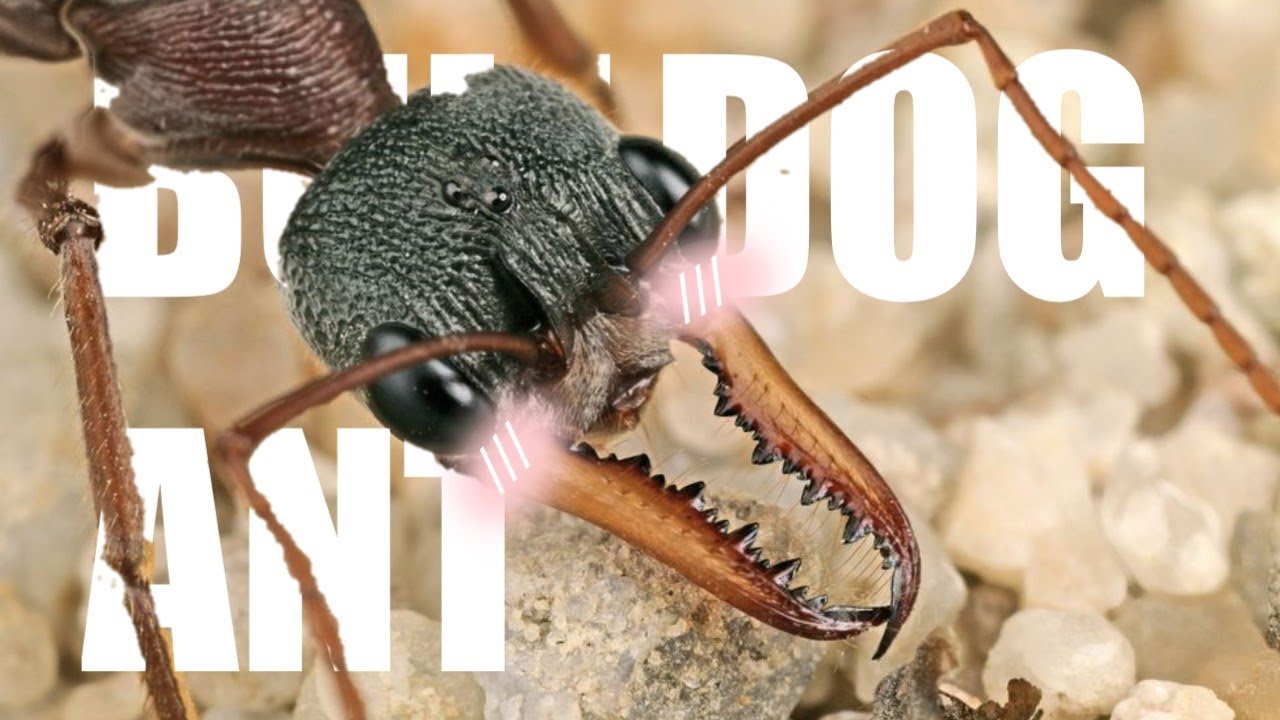 SEKALI GIGIT BIKIN IDUP MAKIN SULIT - SEMUT BULLDOG - YouTube