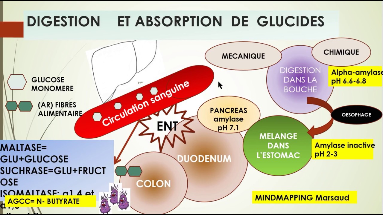LE TRANSPORT ET L'ABSORPTION DE GLUCIDES - YouTube